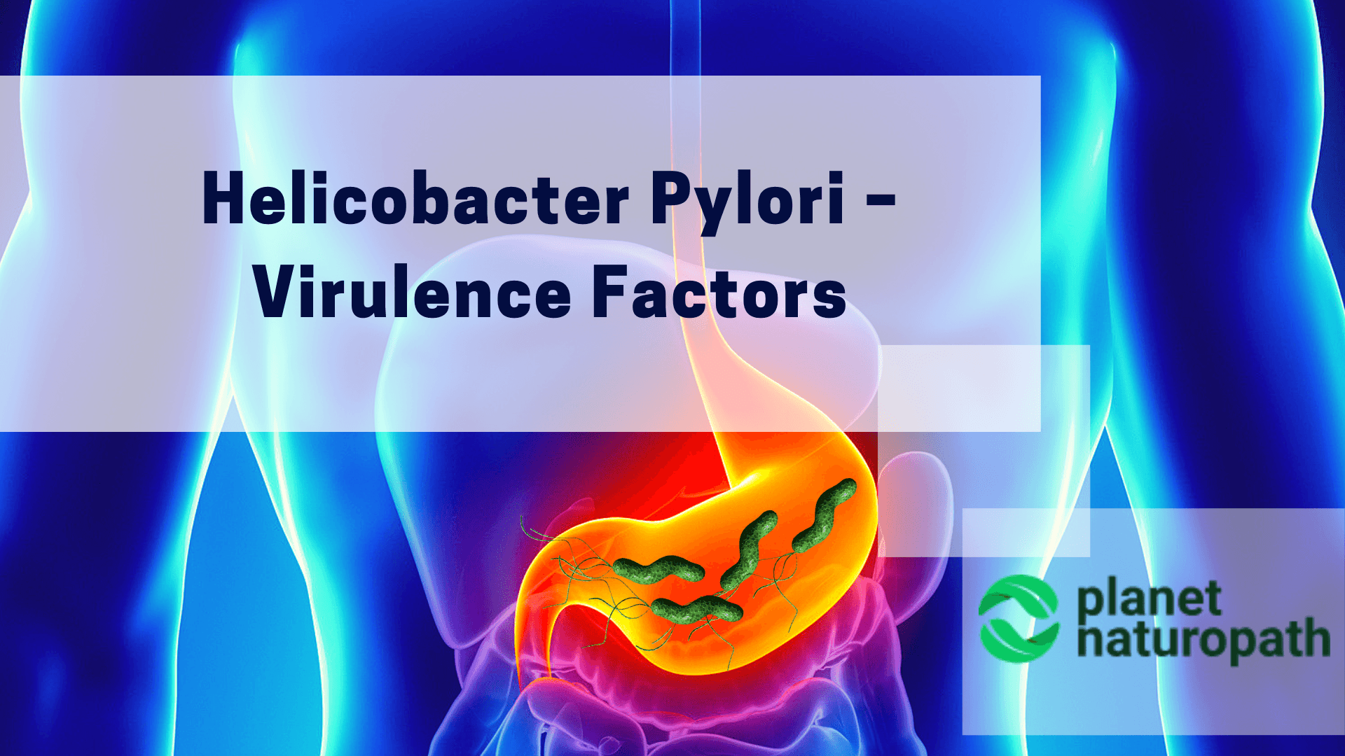 Helicobacter Pylori Virulence Factors (and How To Test) - Planet Naturopath