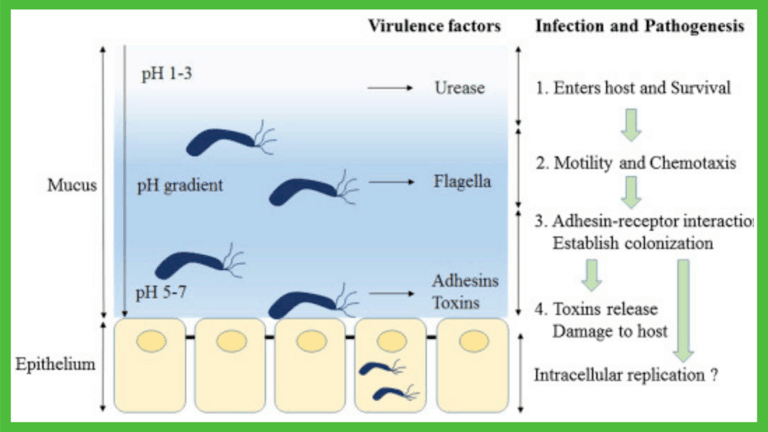 Helicobacter Pylori Virulence Factors (and How To Test) - Planet Naturopath