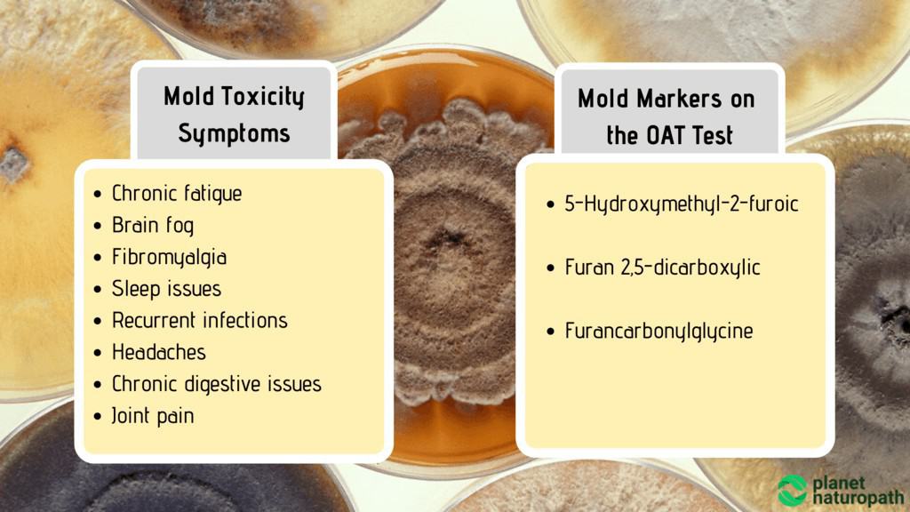 Organic Acid Tests: What It Measures And Why It’s Used? | Planet Naturopath