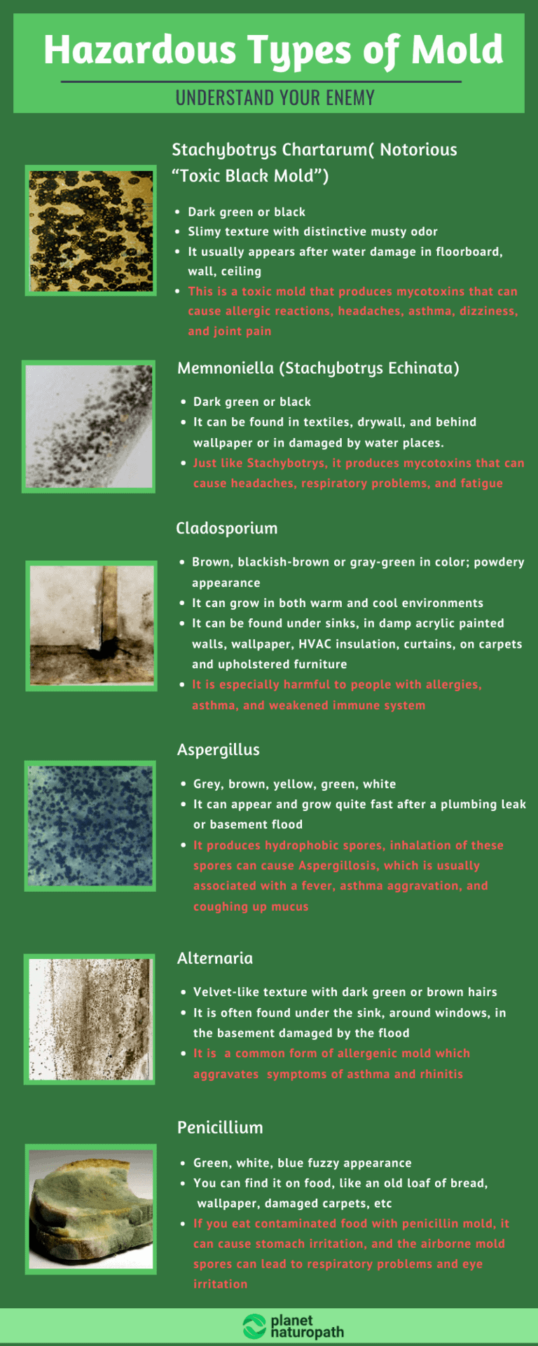Mold Toxicity: 9 Steps To Protect Yourself From Mold Exposure - Planet ...