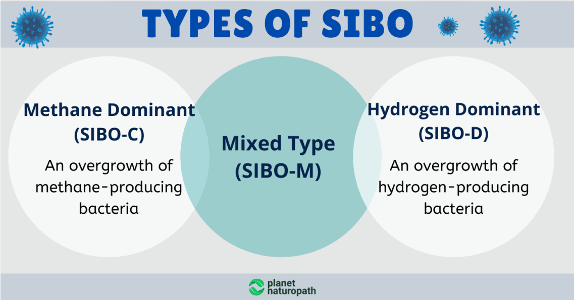 SIBO Guide (to Help You Eliminate IBS) - Planet Naturopath