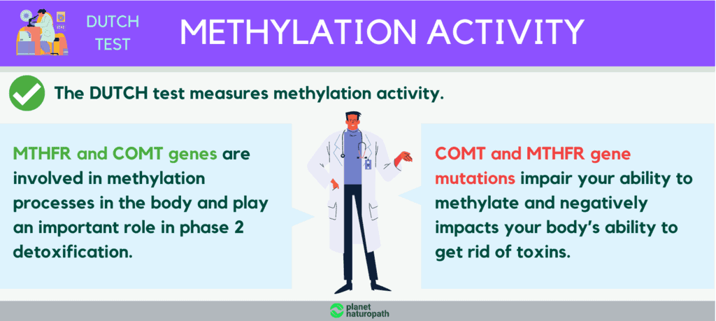5 Surprising Benefits Of The DUTCH Hormone Test - Planet Naturopath