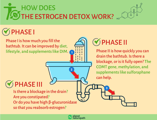 How To Reduce High Estrogen Levels | Planet Naturopath
