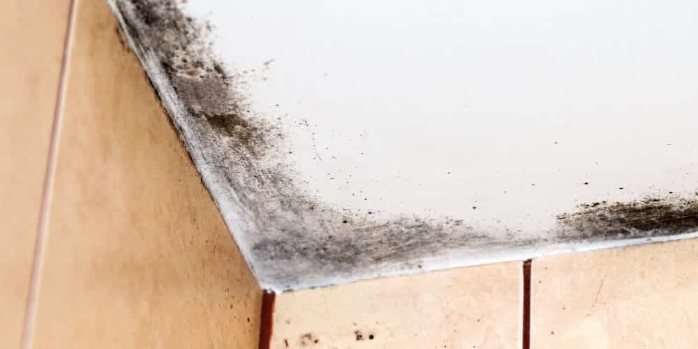 How To Test Your Home For Mold