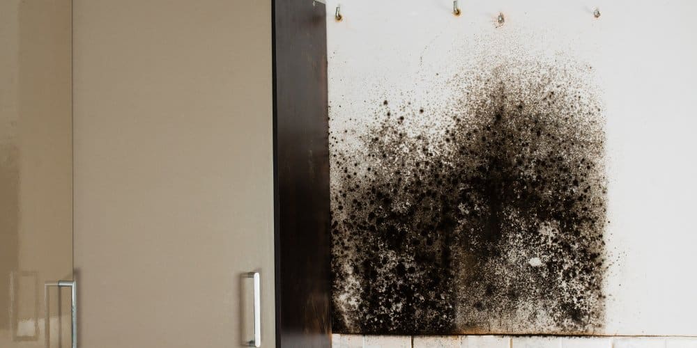 How To Test Your Home For Mold