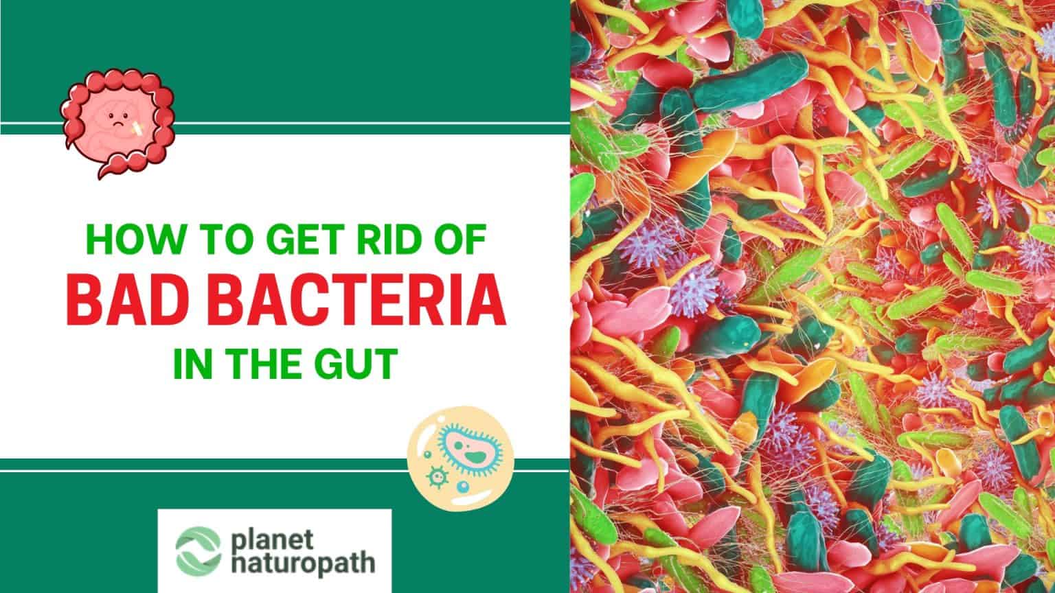 How To Get Rid Of Bad Bacteria In Your Gut | Planet Naturopath